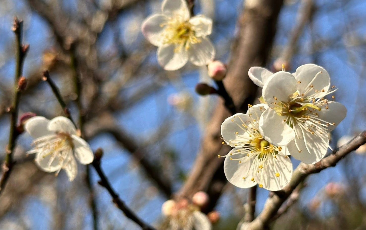 冬季療癒首選！ 楠西賞梅、採果、泡湯「三合一」行程全滿足 | 體壇脈動新聞傳播有限公司